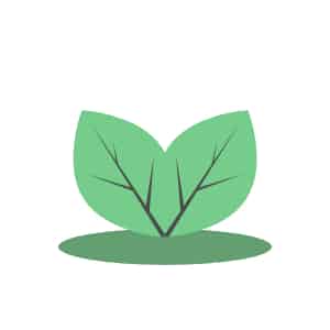 BELEAF – Blätter als vegane Lederalternative